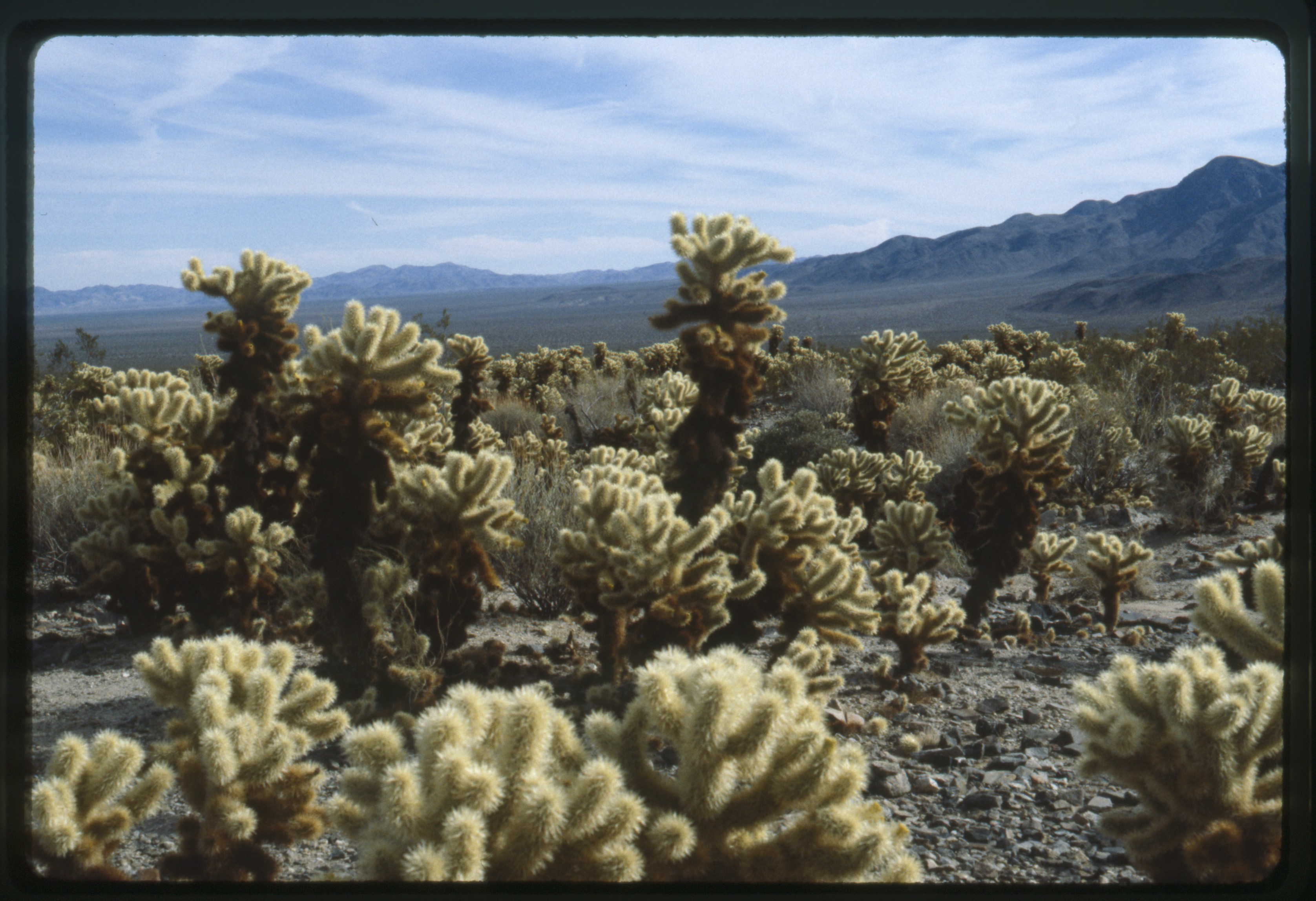 Joshua Tree, California - forest of cholla cacti