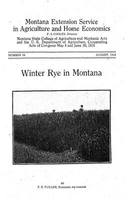 Winter Rye in Montana