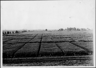 Experiment plots, at the College Farm, 1907