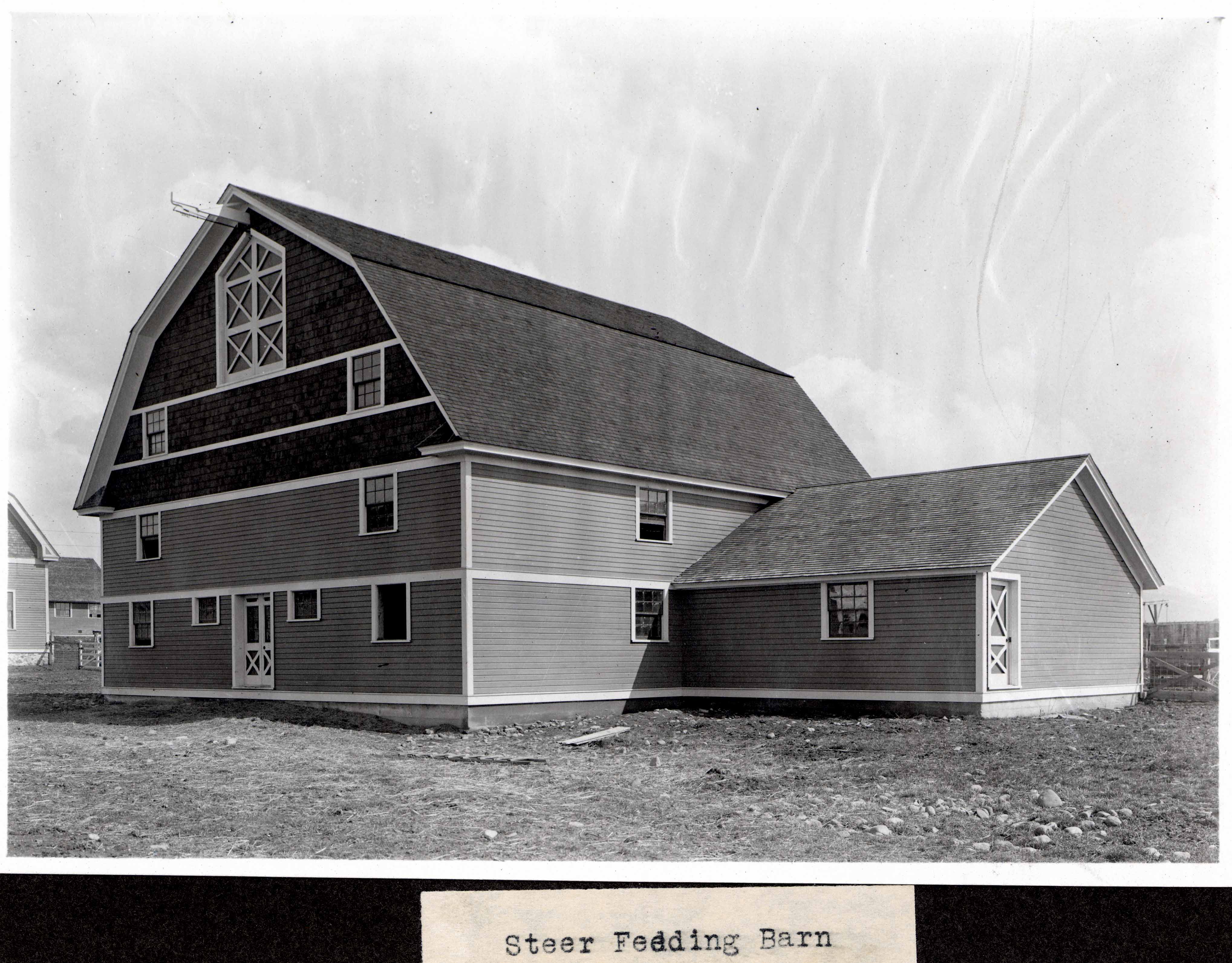Steer Feeding Barn, 1911