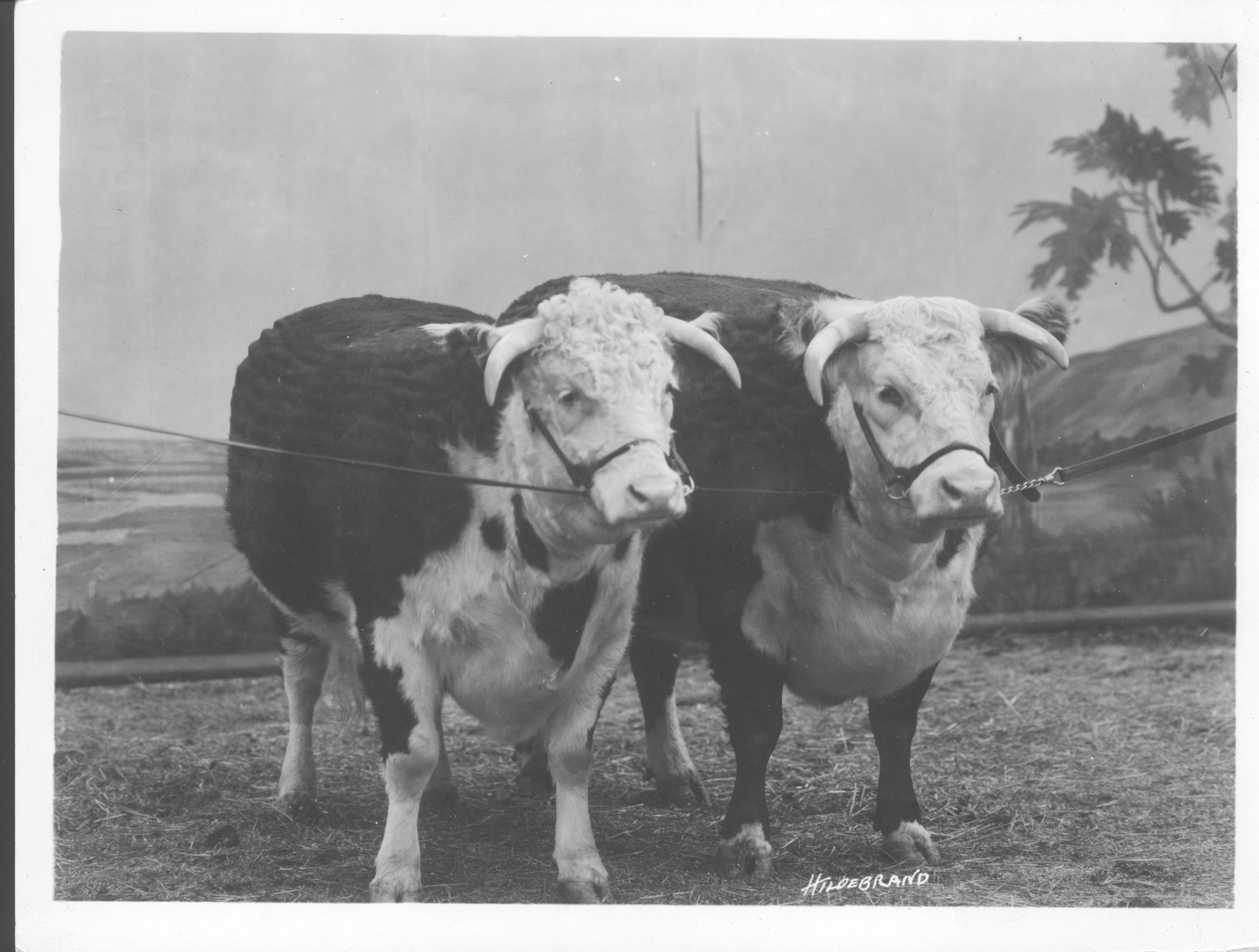 Two Herefords: Lady Joy & Miss Joy