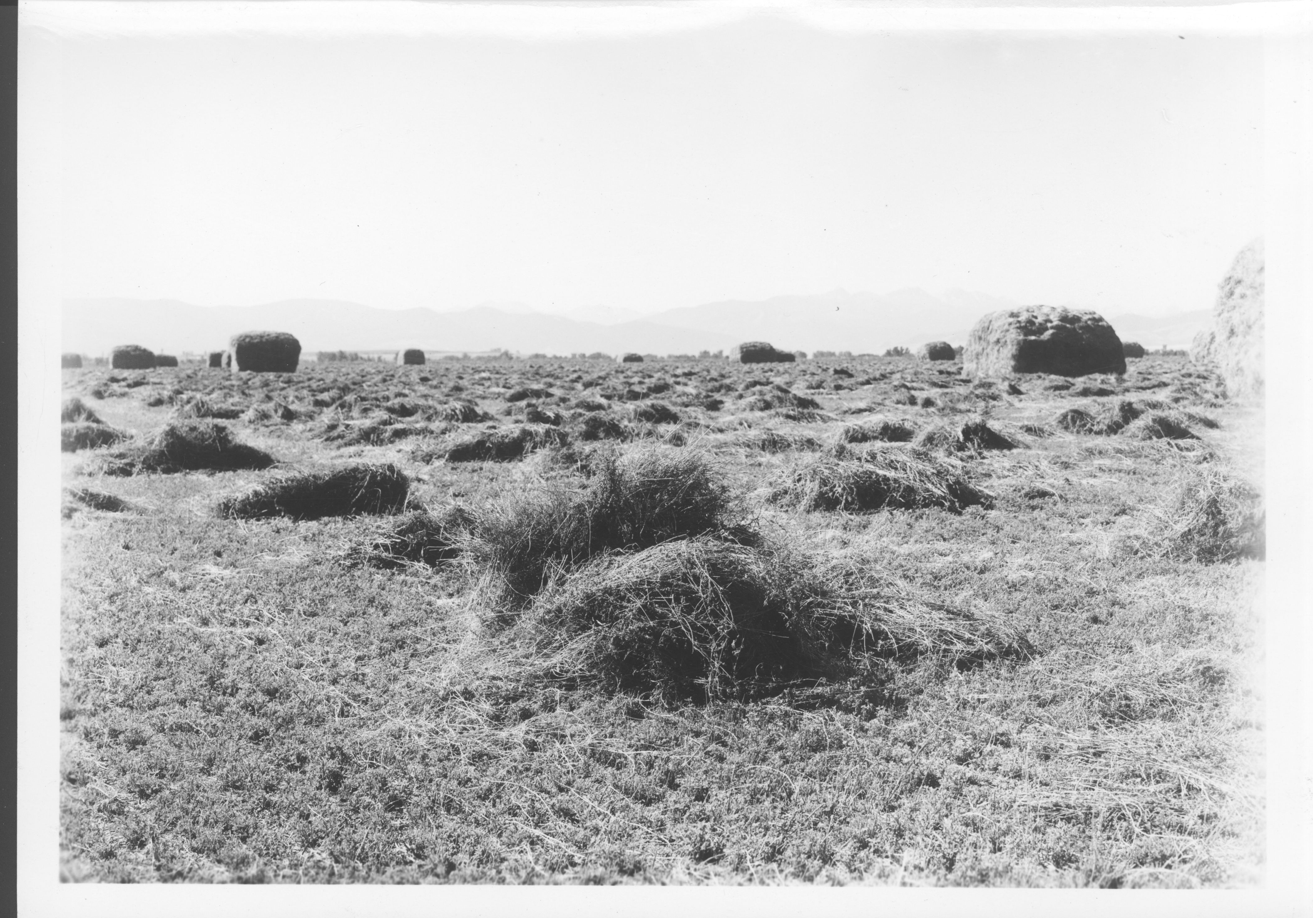 Hay field
