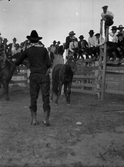 Sidney, Montana - Rodeo & Fair - roping a horse
