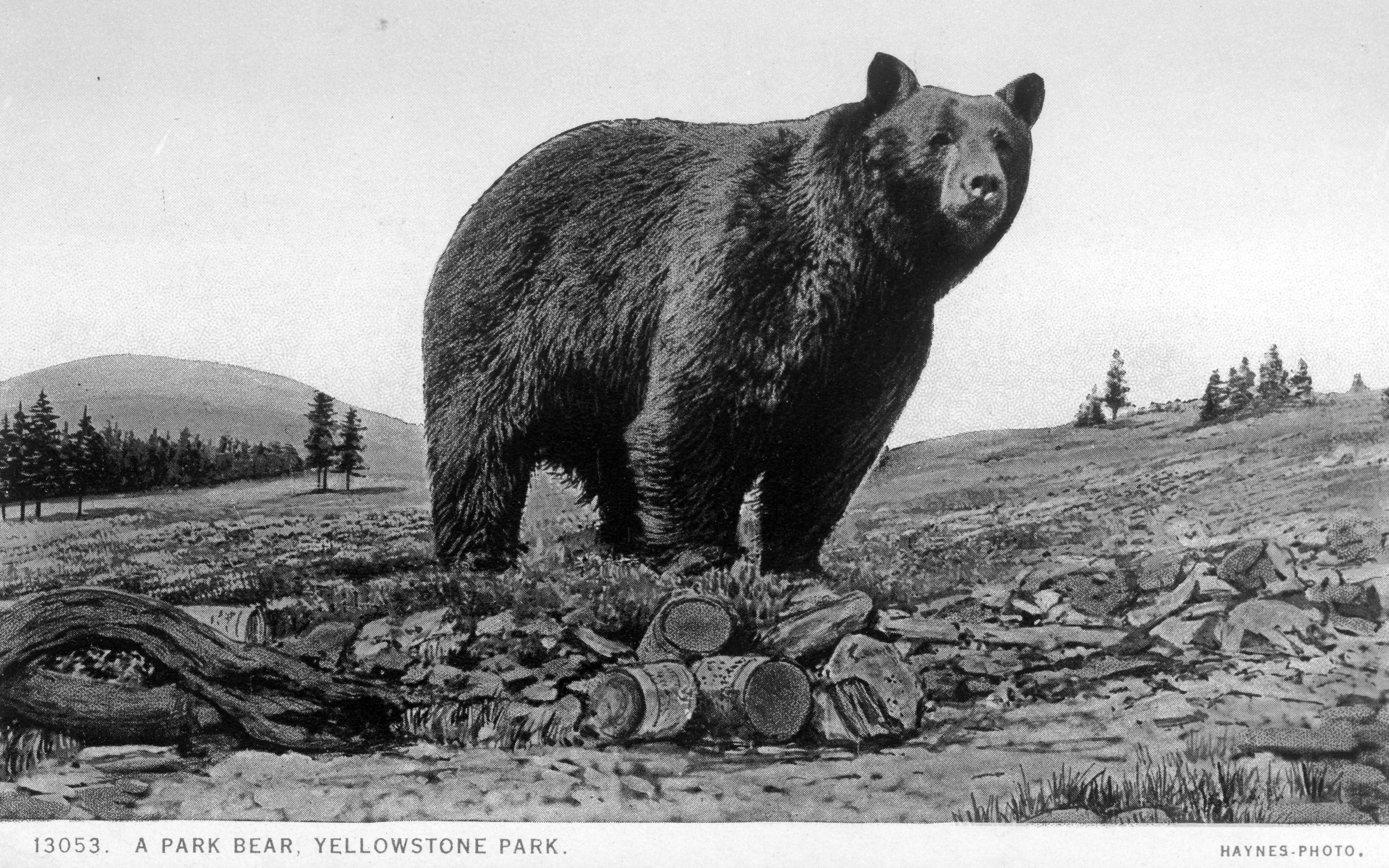 Yellowstone National Park - A Park bear
