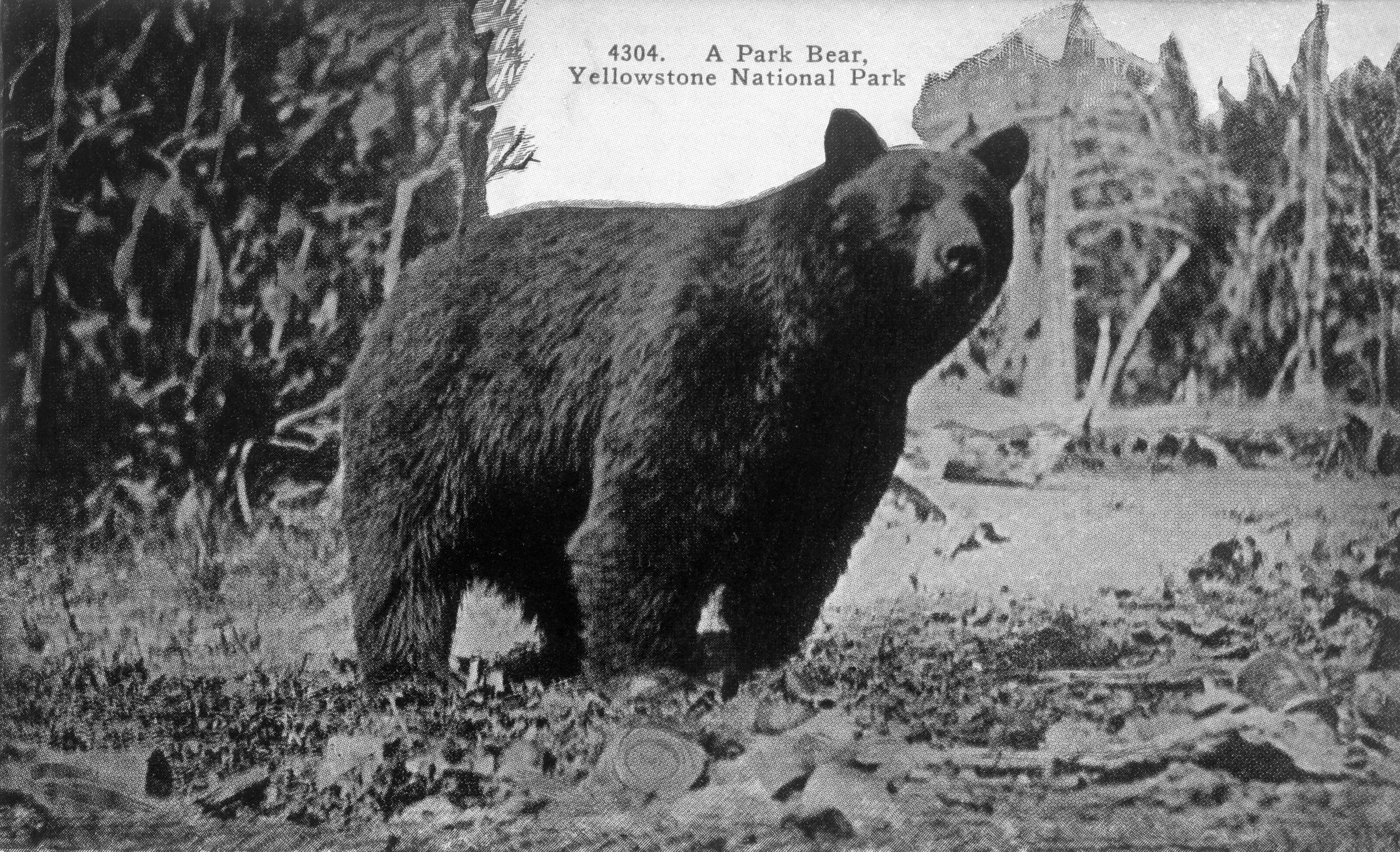 Yellowstone National Park - A Park bear