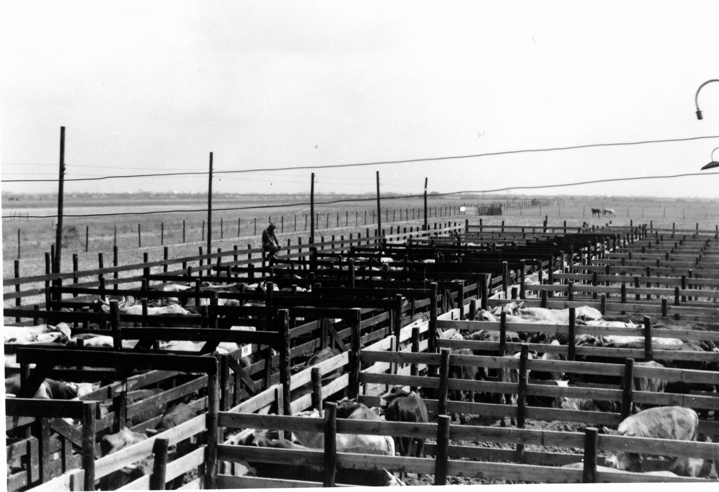 stockyard with cattle in holding pens