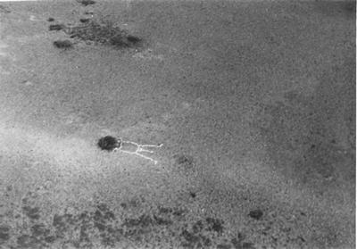 Napi: Old Man (story included)